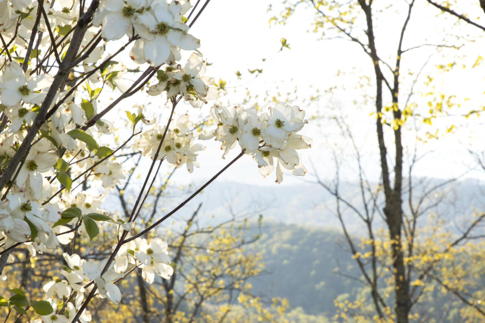 A Mountain Spring | Blackberry Magazine