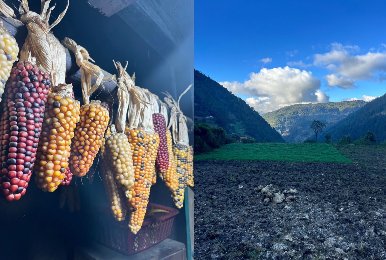 Mountain Tucked Corn | Blackberry Magazine