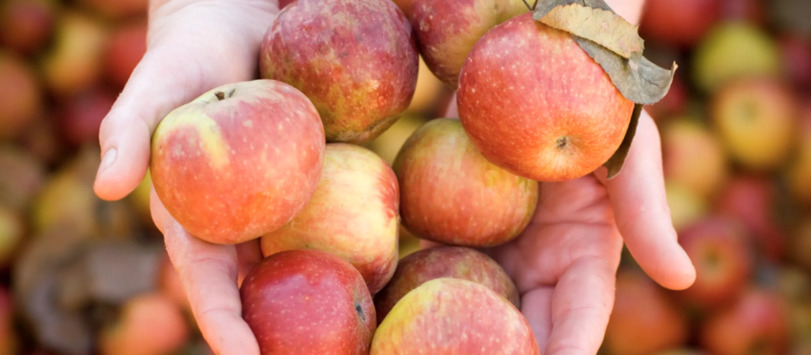 A Spin on Cider | Blackberry Magazine