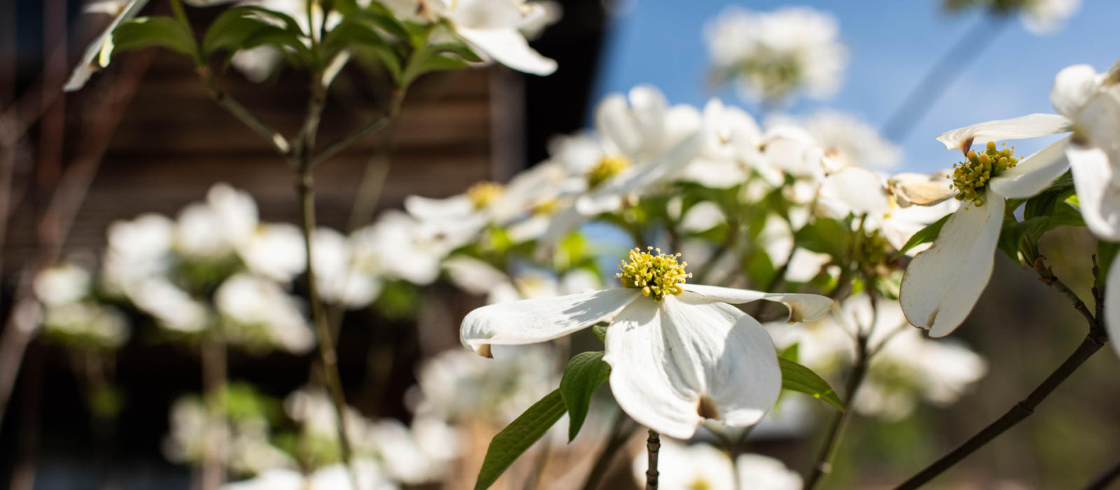 On Rest: A Reading from Charlotte Hardwick | Blackberry Magazine