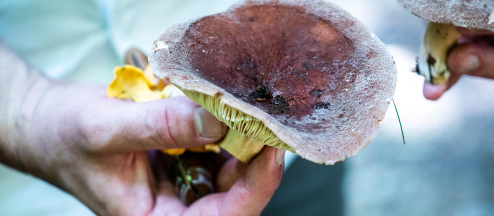 Get Ready for Foraging Season | Blackberry Magazine