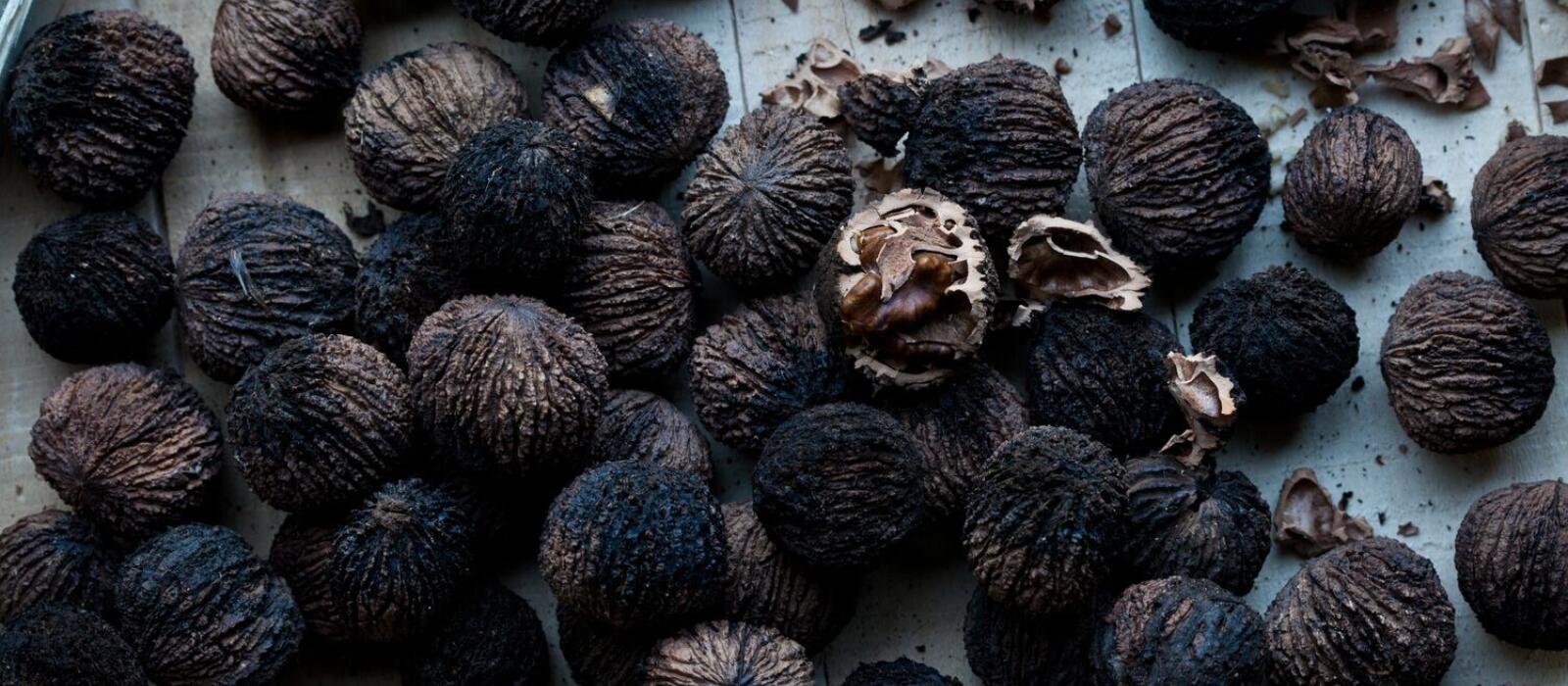 Black Walnut Trees Blackberry Magazine