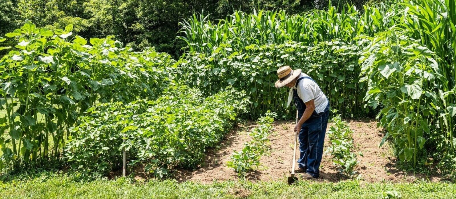 Farming Memories from Long Ago | Blackberry Magazine