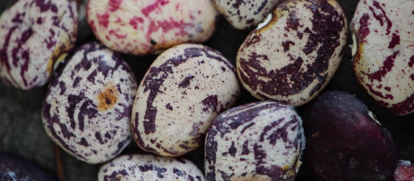 field bean varieties