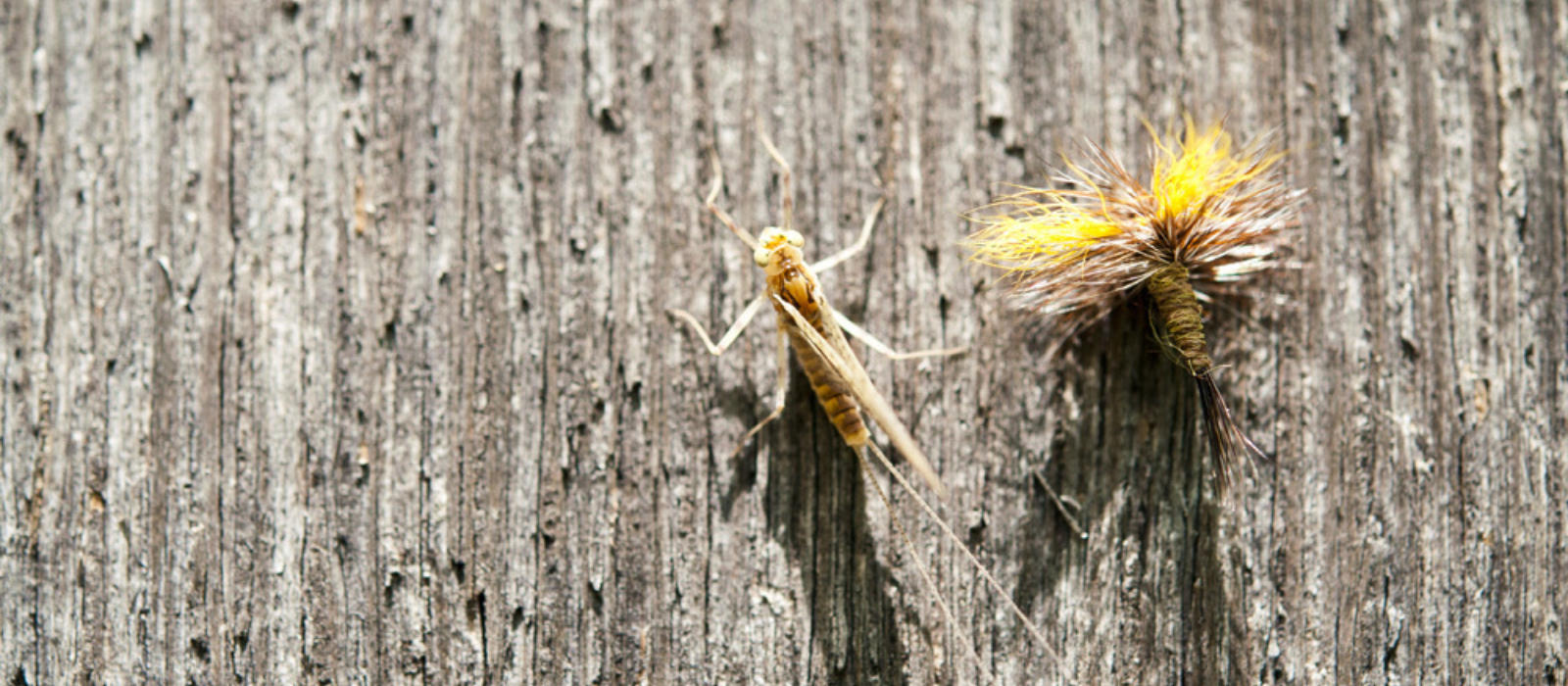 Choosing the Right Bug – Demystifying Entomology | Blackberry Magazine Choosing the Right Bug – Demystifying Entomology | Blackberry Magazine