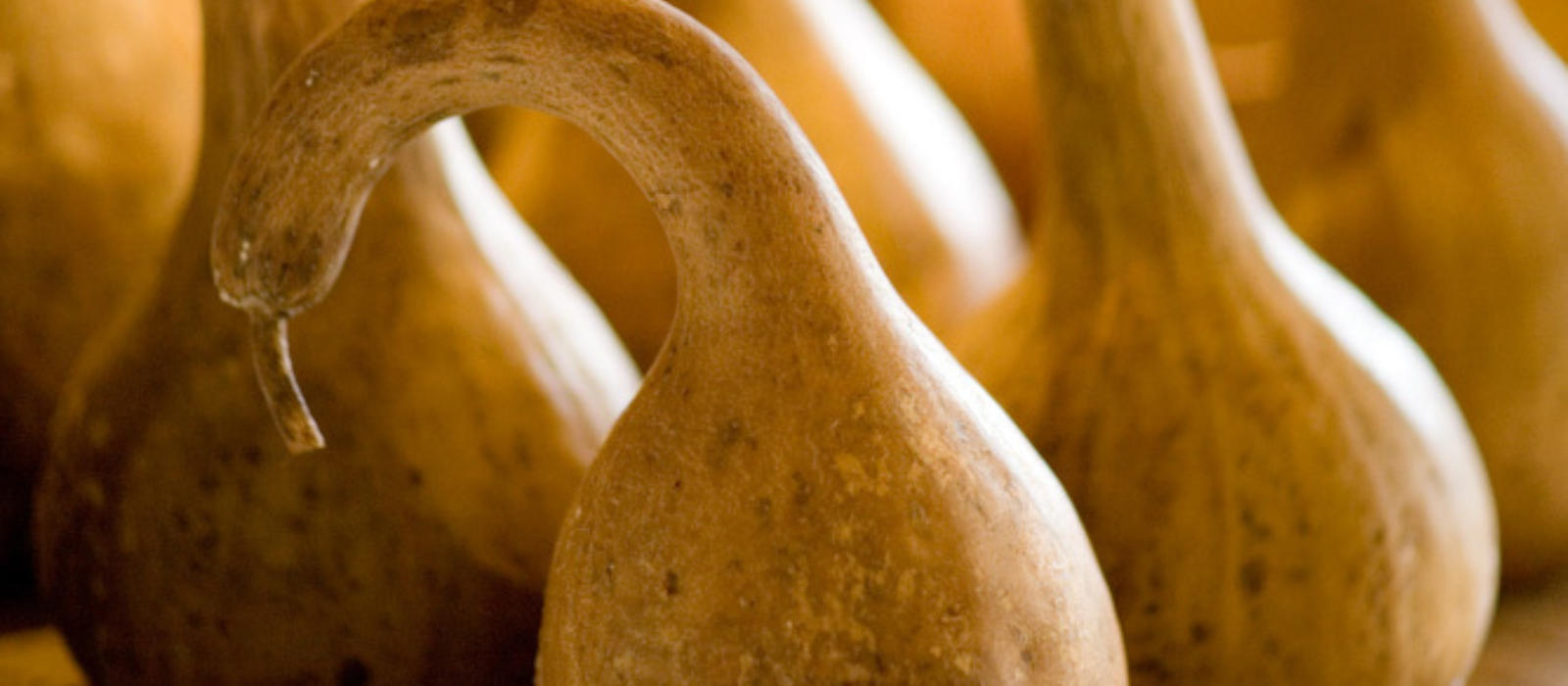 We are Never Bored of Gourds | Blackberry Magazine