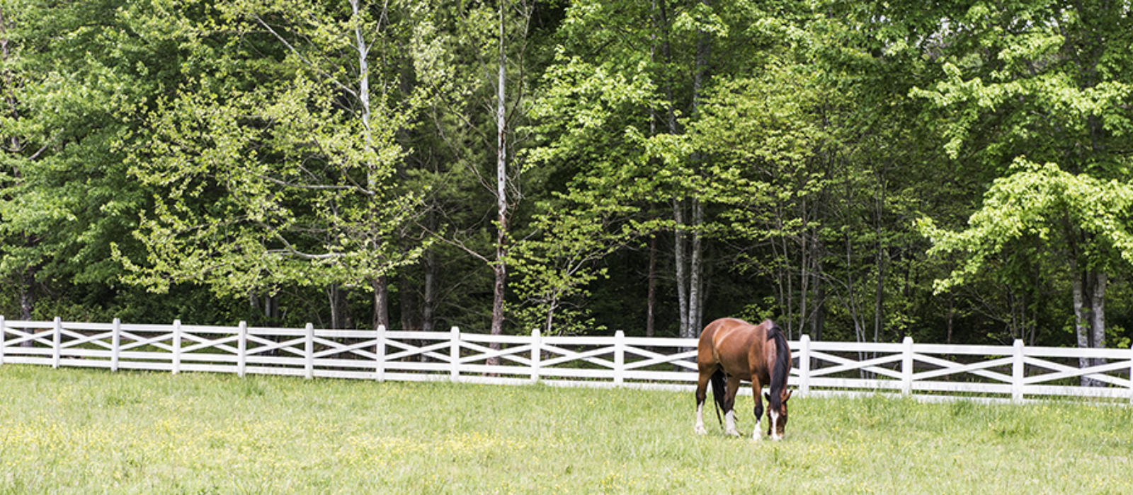 Tame Horses and Wildflowers | Blackberry Magazine