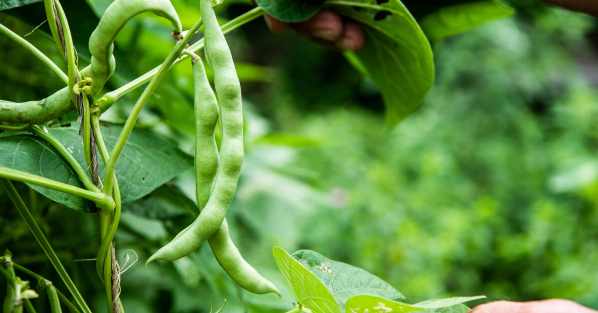 Greasy Beans | Blackberry Magazine