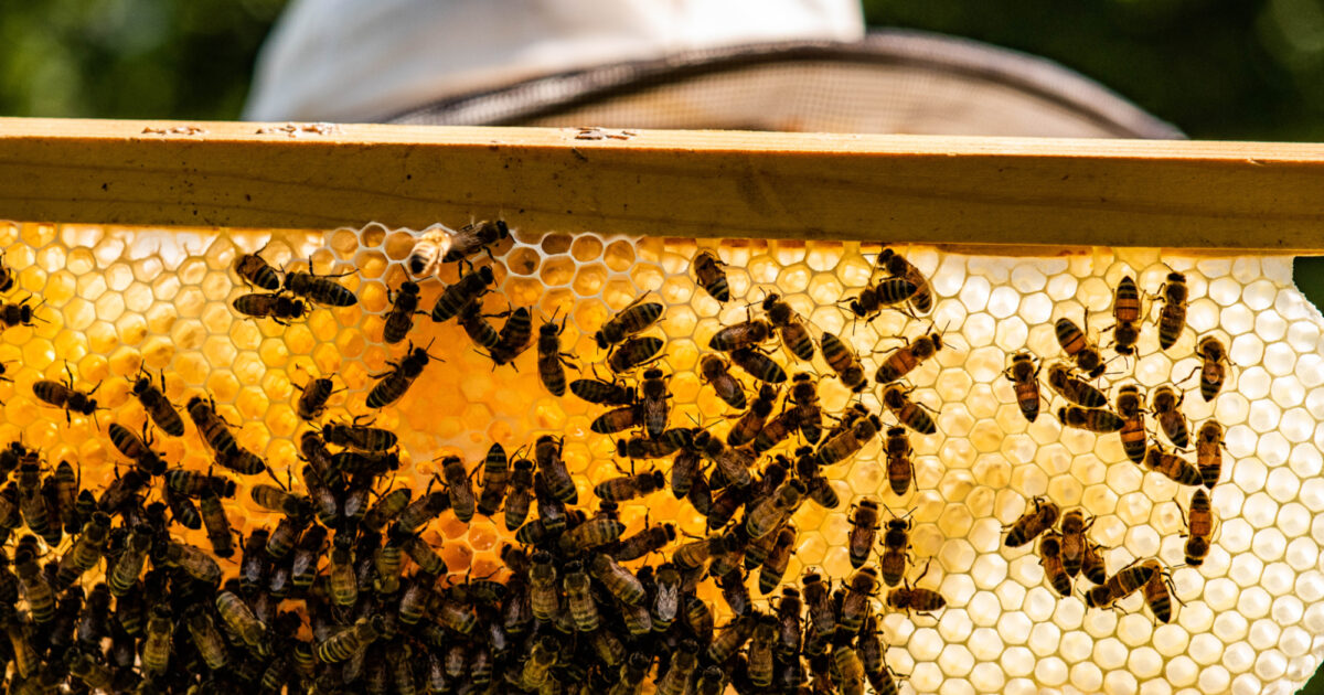 Checking the Hives | Blackberry Magazine