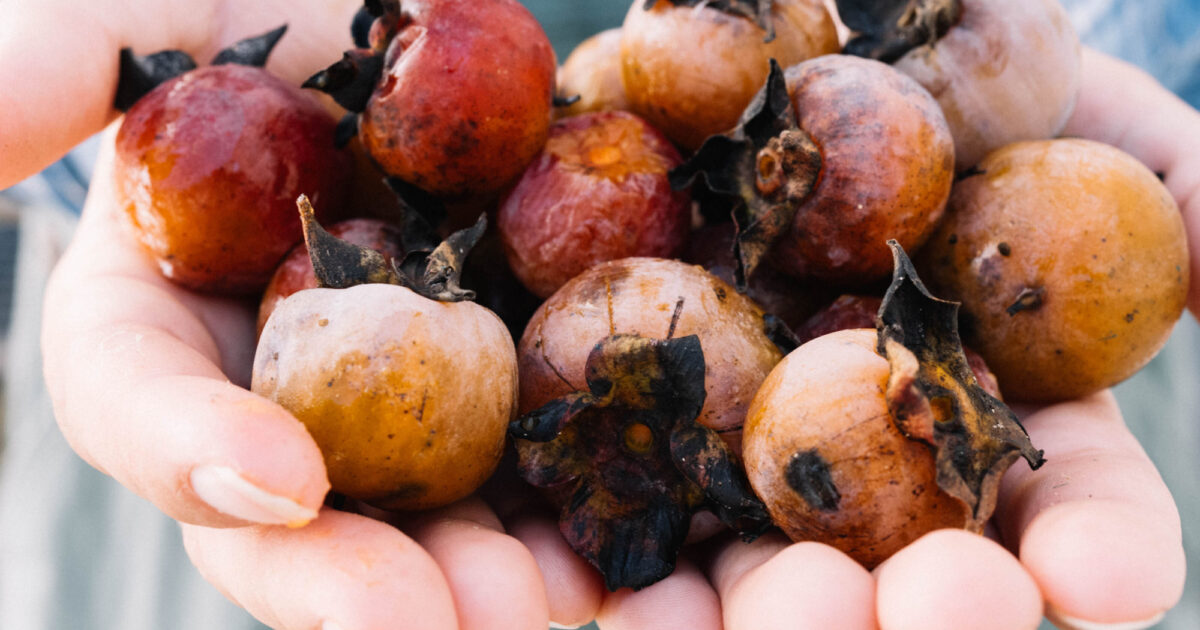 Persimmon Winter Prediction | Blackberry Magazine