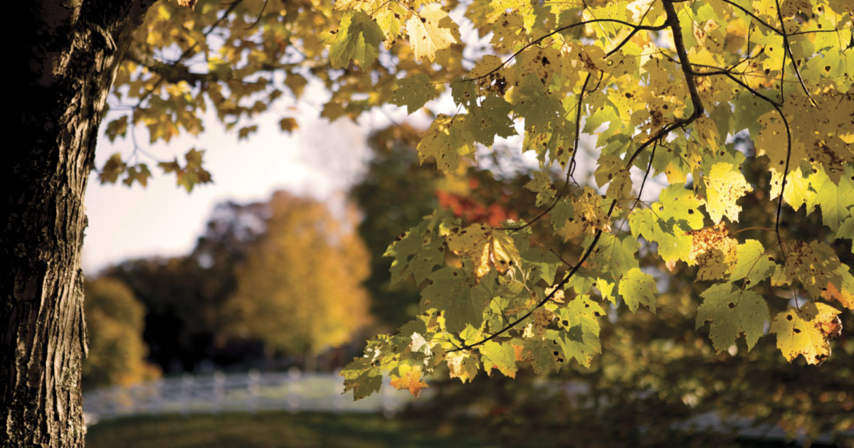 A Window Into Fall | Blackberry Magazine