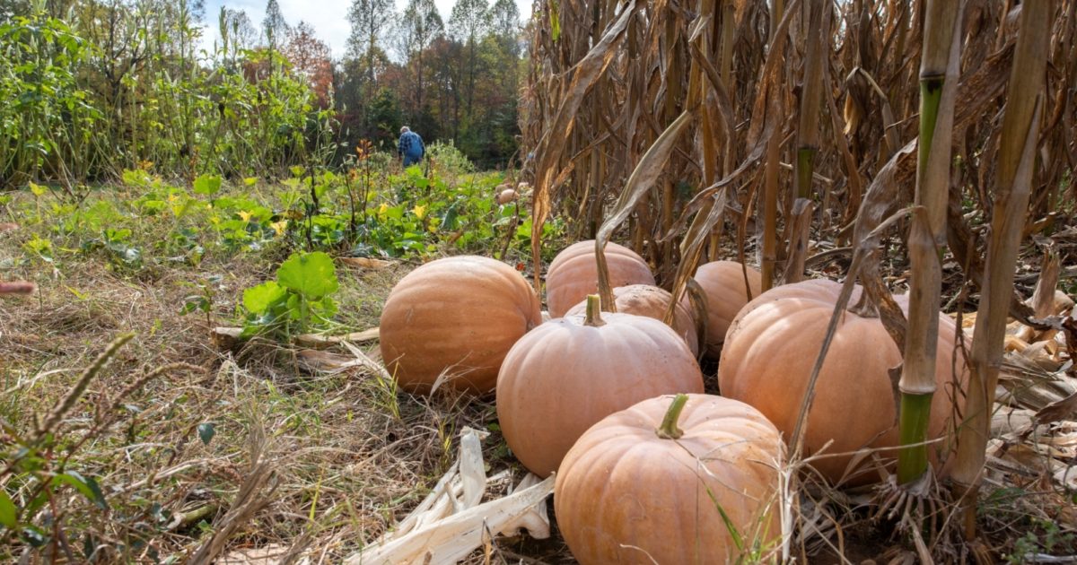 Fall Visions | Blackberry Magazine