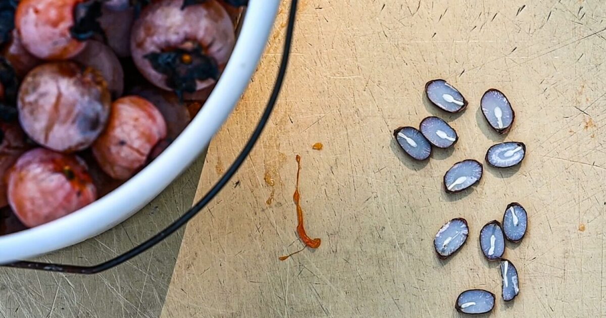 Winter Predictions with Persimmons | Blackberry Magazine