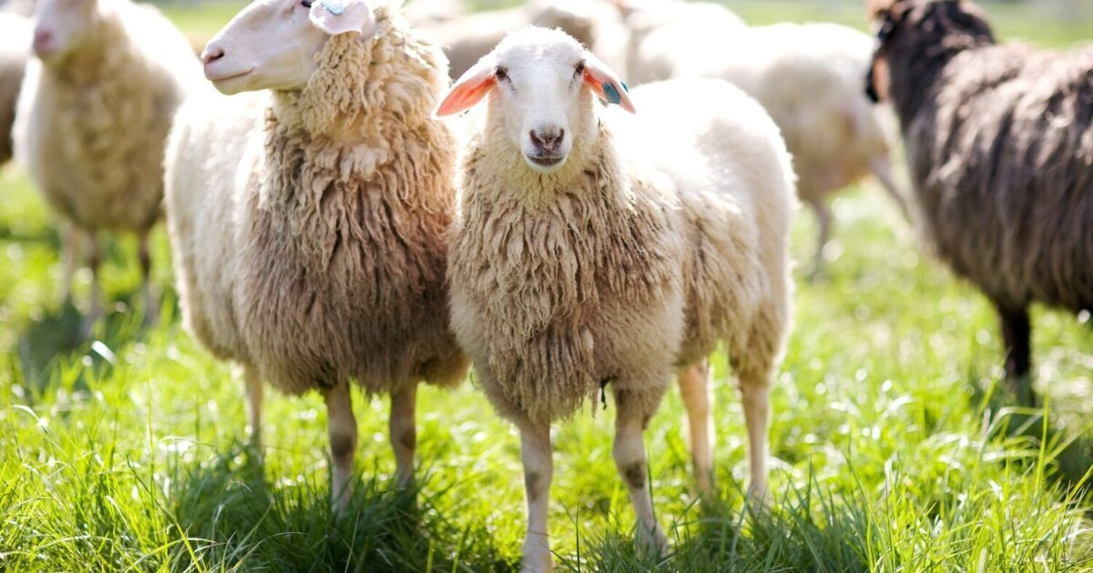 Looking Back: Guard Animals Through the Decades | Blackberry Magazine