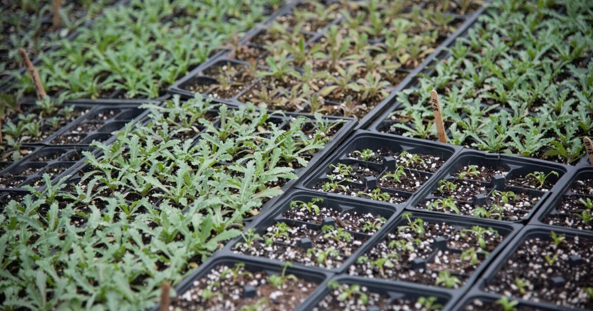 An Introduction to Seed Starting | Blackberry Magazine