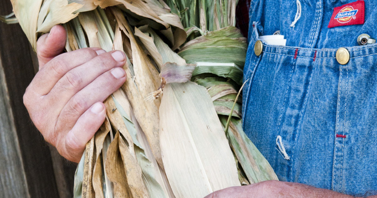 Fodder Shocks | Blackberry Magazine