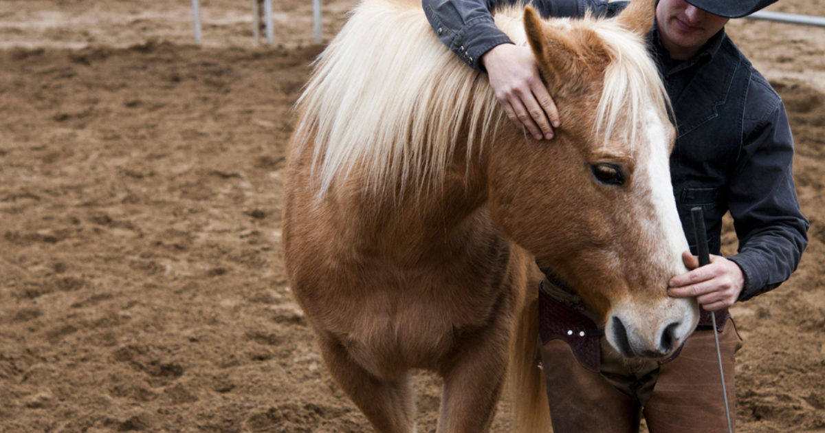 Discover the Essence of the Human Equine Experience | Blackberry Magazine
