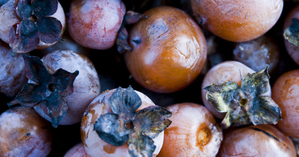 The Pudding Tree | Blackberry Magazine