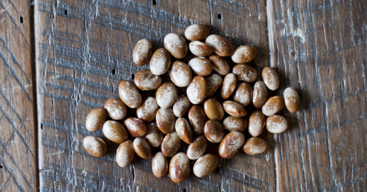 The Turkey Craw Bean from the Cades Cove Garden | Blackberry Magazine