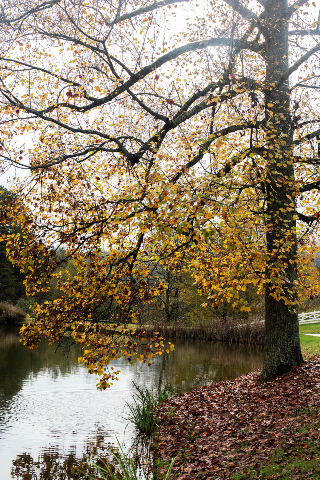 Fall at Blackberry Farm | Blackberry Magazine