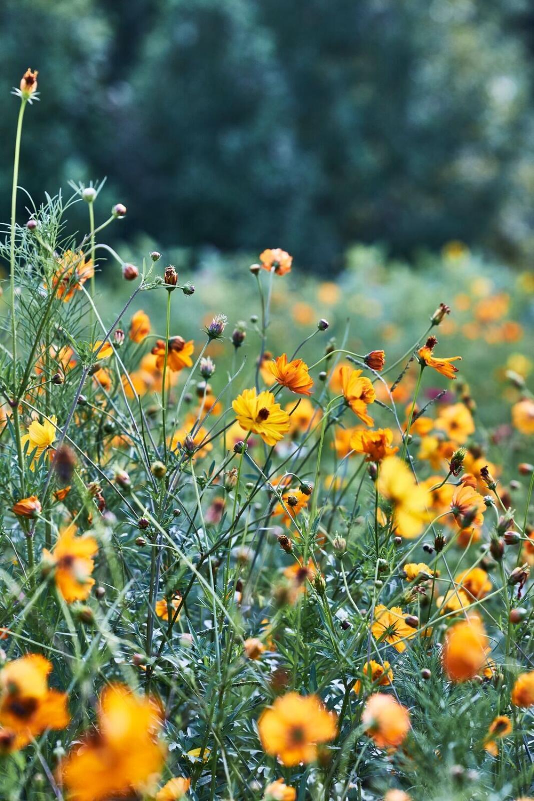 Blackberry Spring | Blackberry Magazine