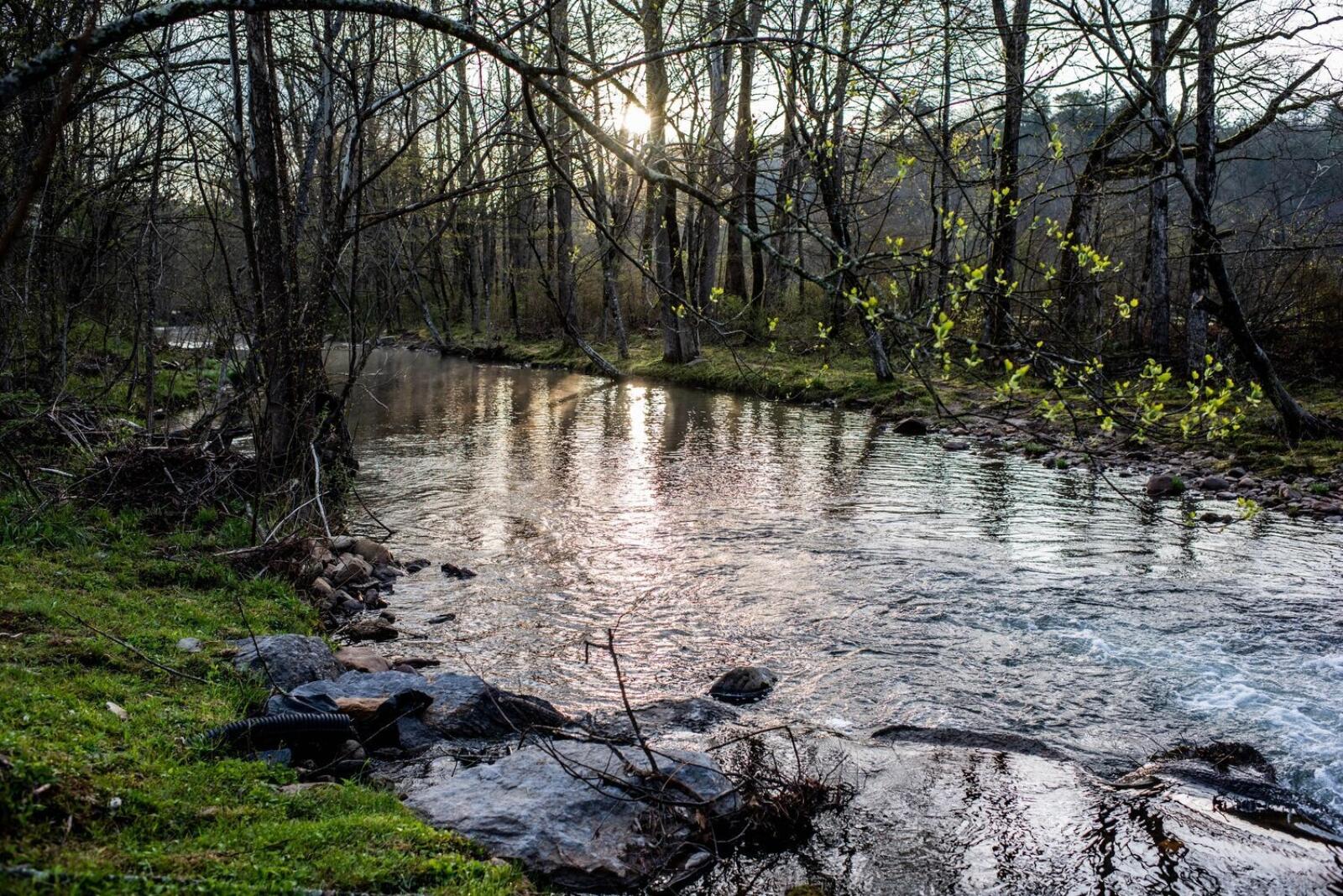 Blackberry Spring | Blackberry Magazine