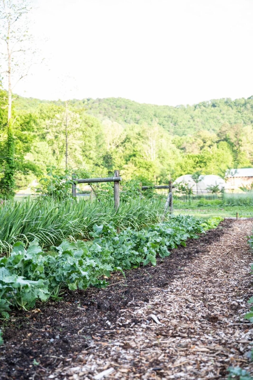 Blackberry Spring | Blackberry Magazine