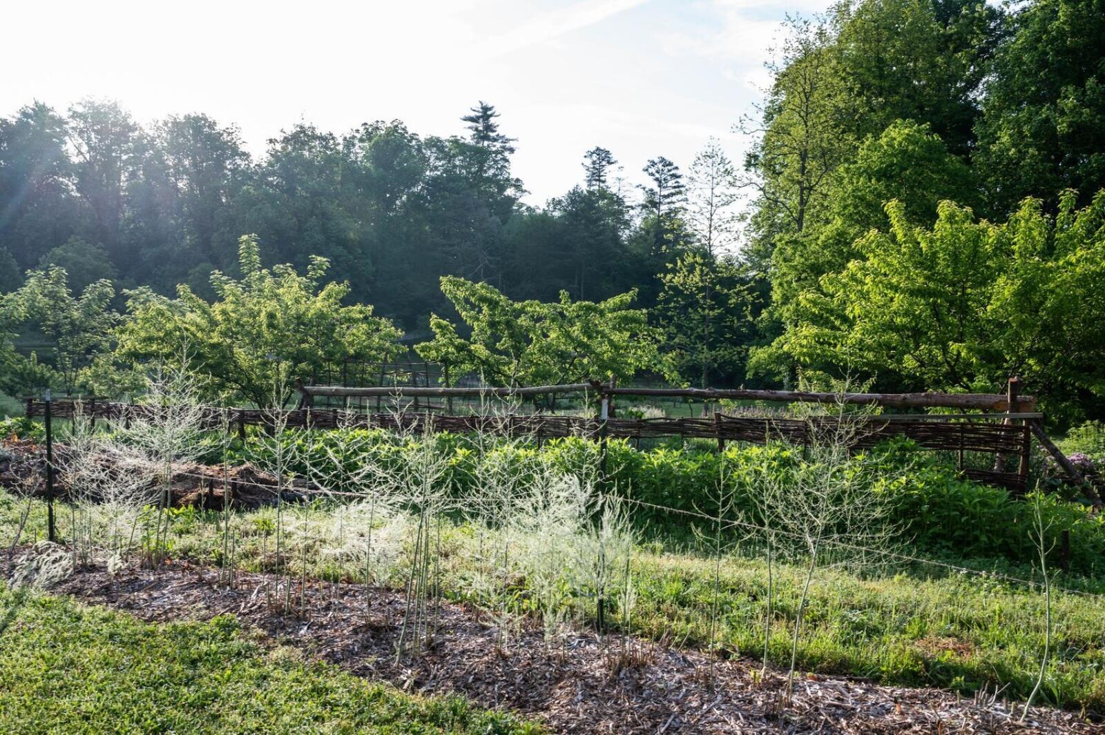 Blackberry Spring | Blackberry Magazine