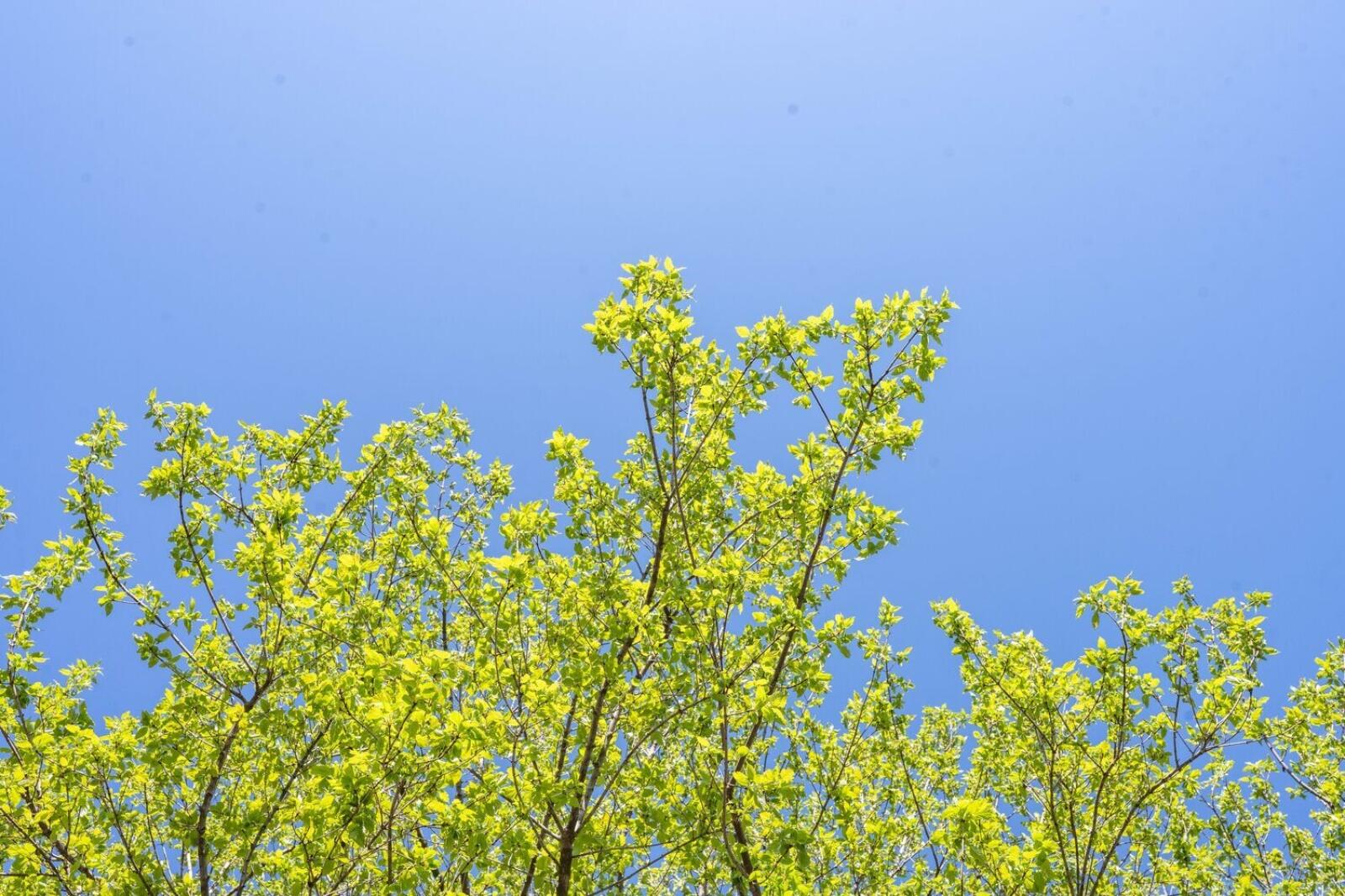 Blackberry Spring | Blackberry Magazine