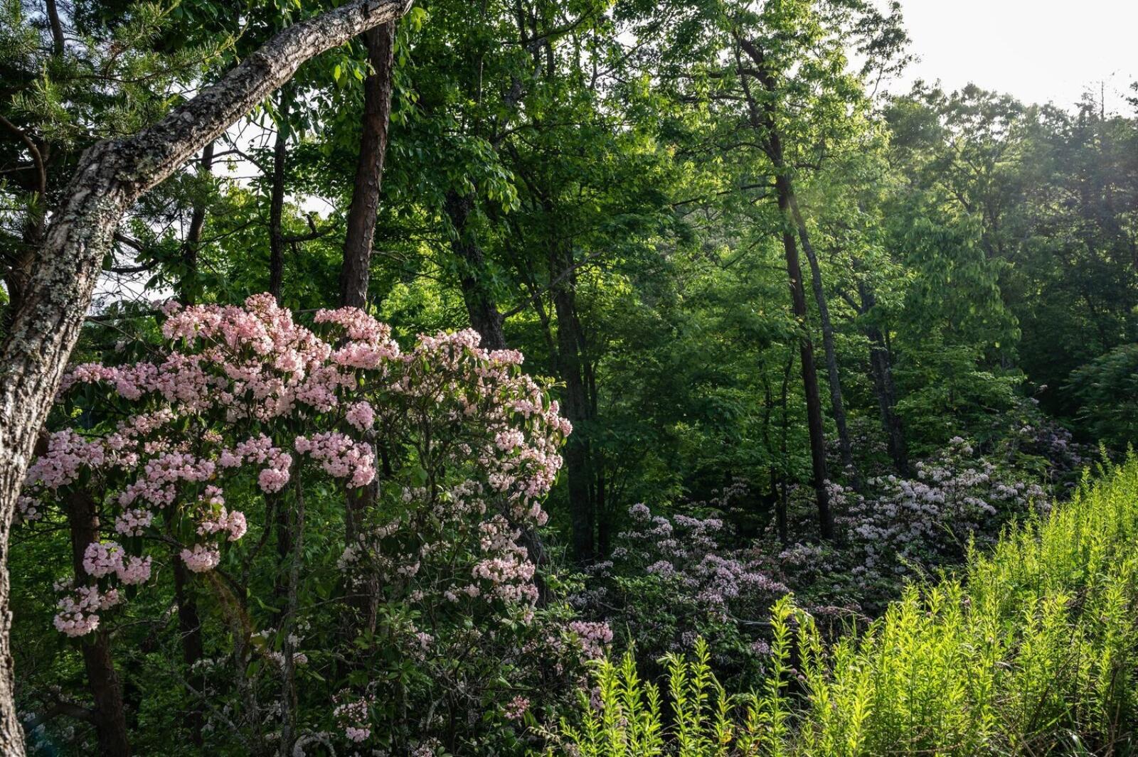 Blackberry Spring | Blackberry Magazine