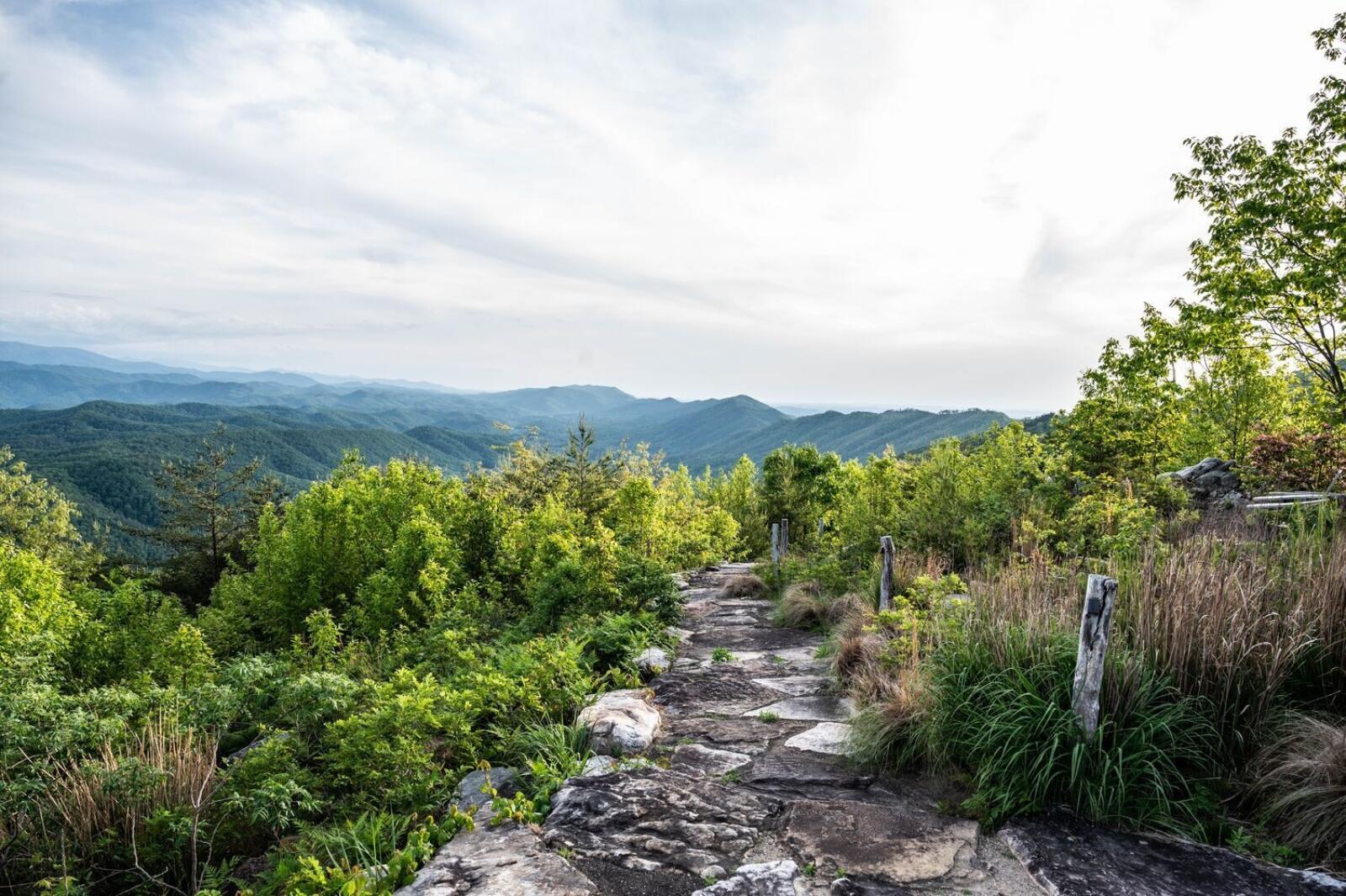 Blackberry Spring | Blackberry Magazine