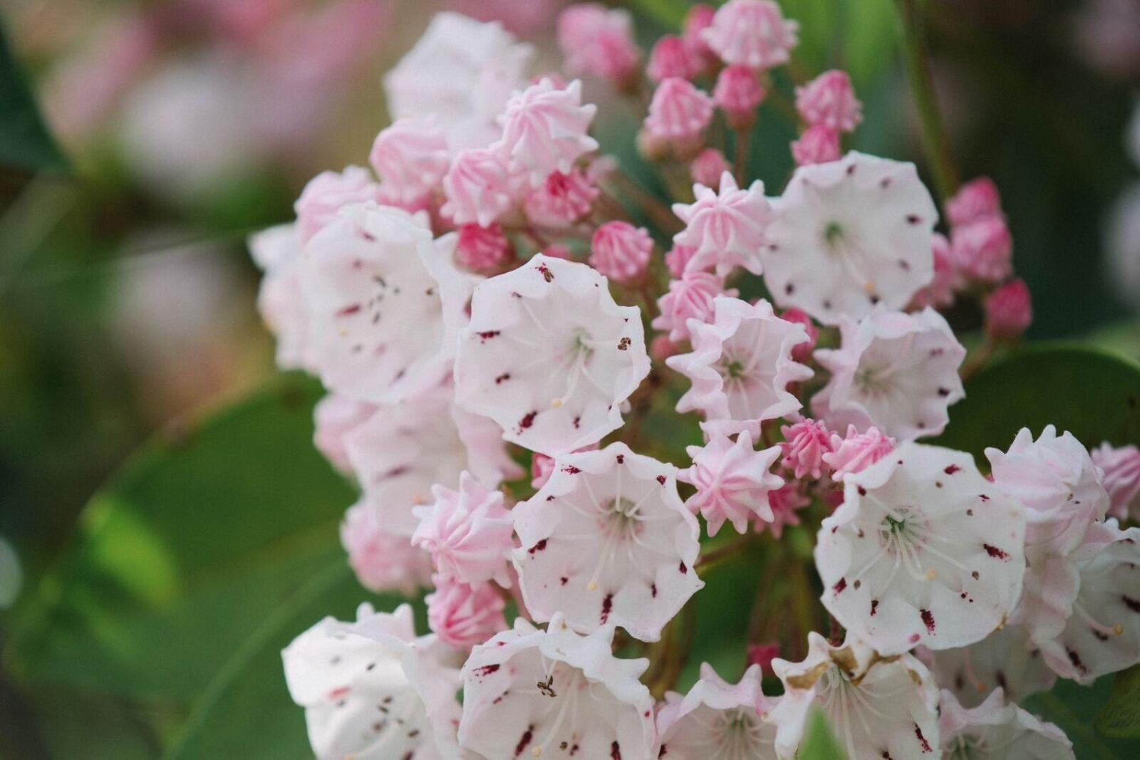 Blackberry Spring | Blackberry Magazine