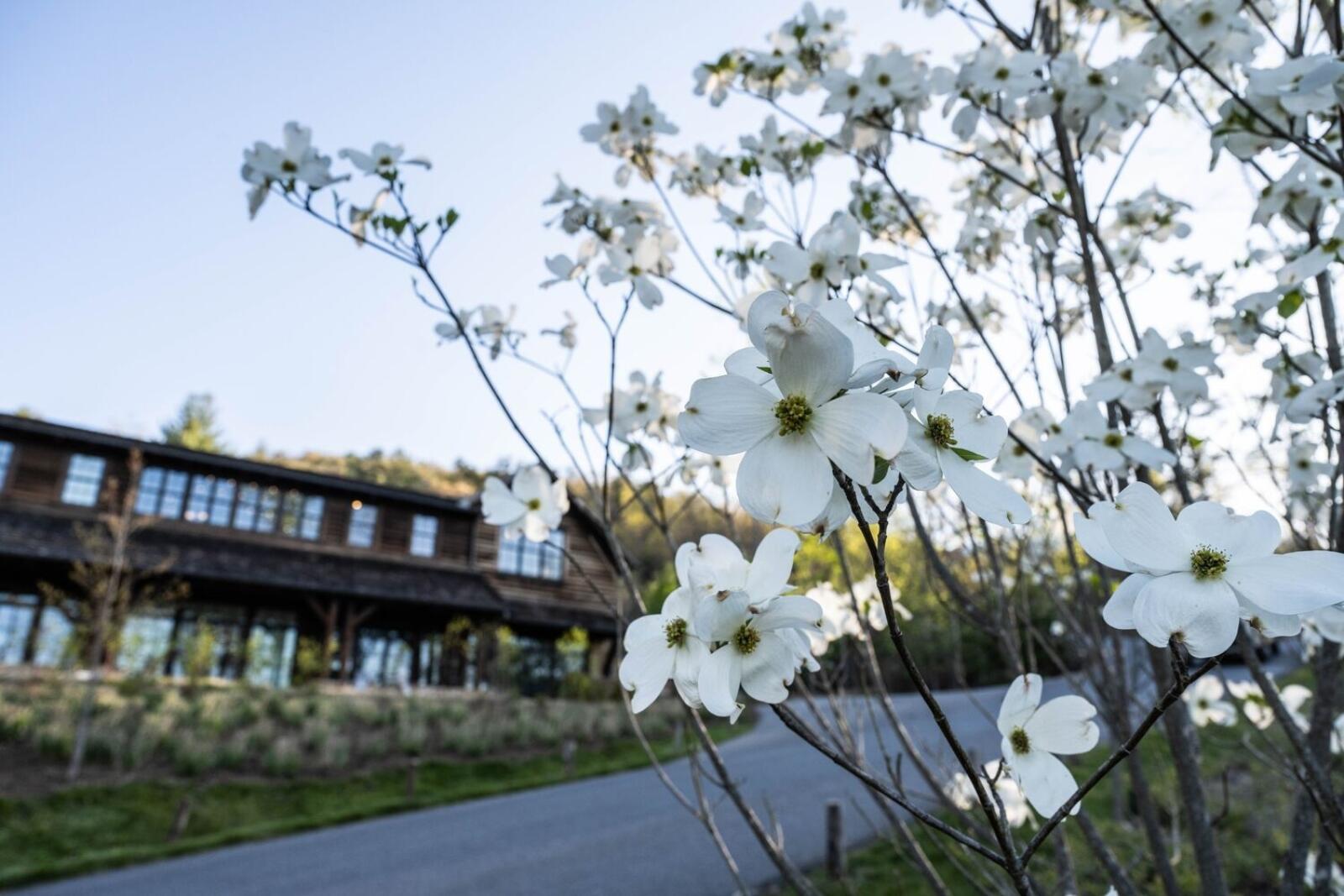 Blackberry Spring | Blackberry Magazine